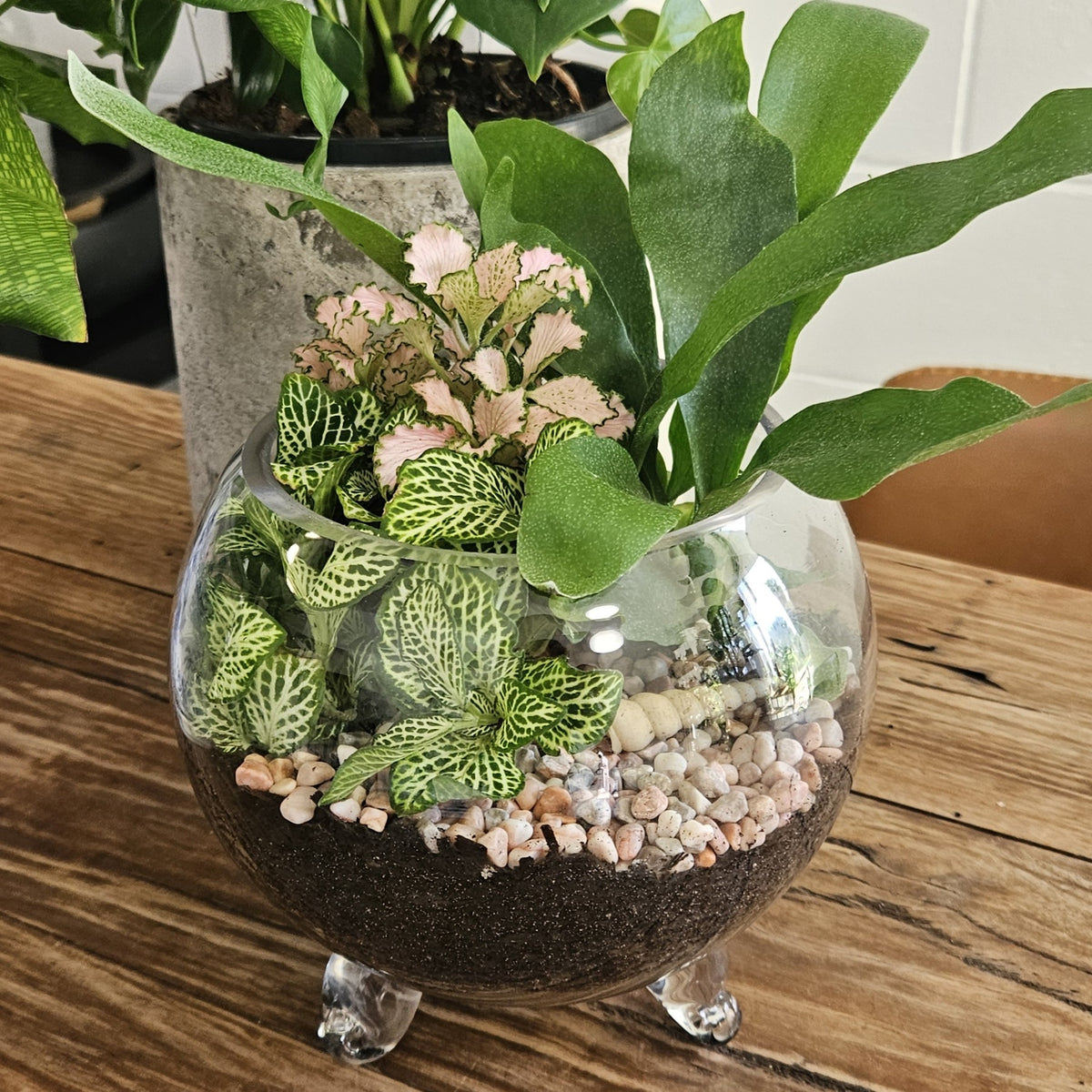 Footed Glass Terrarium -Top Opening – Sproutopia