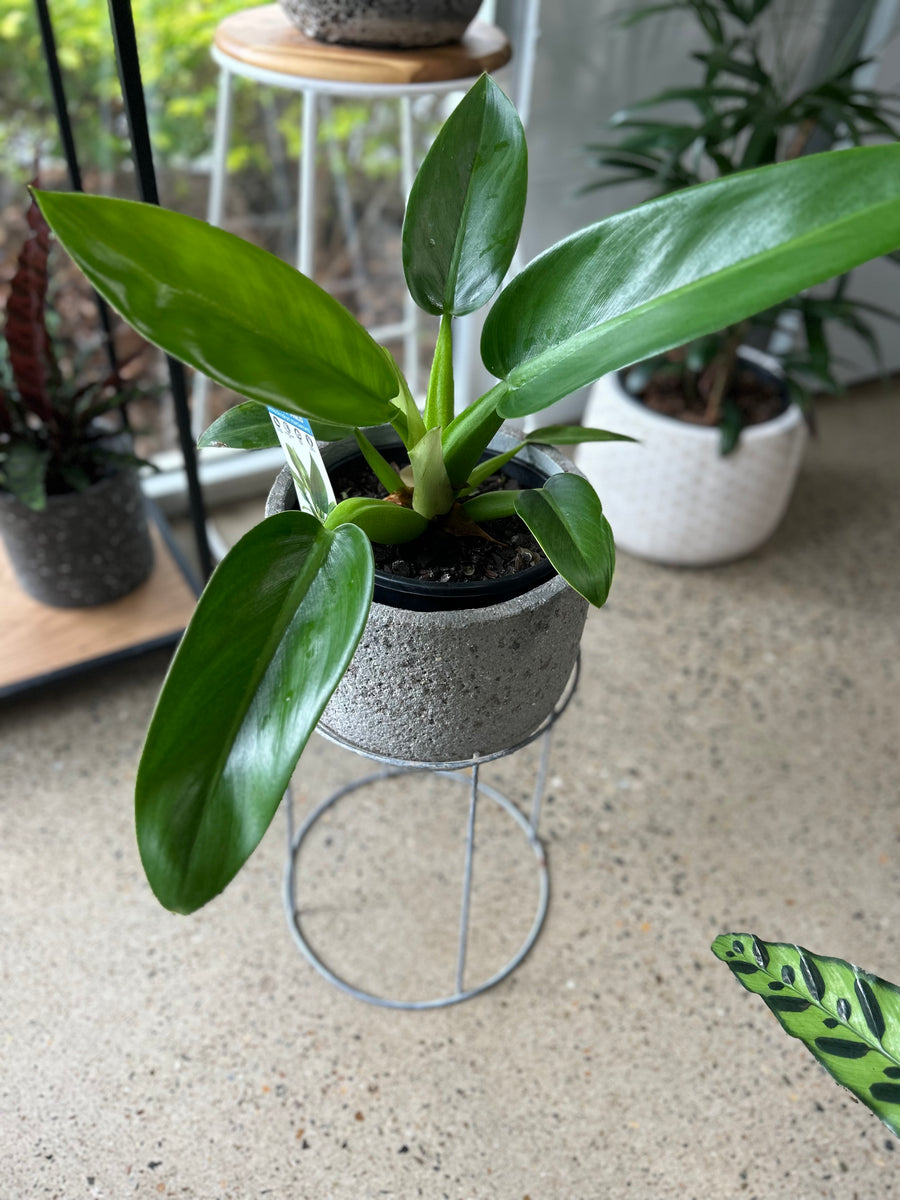 Philodendron “Fat Boy” in cement planter – Sproutopia