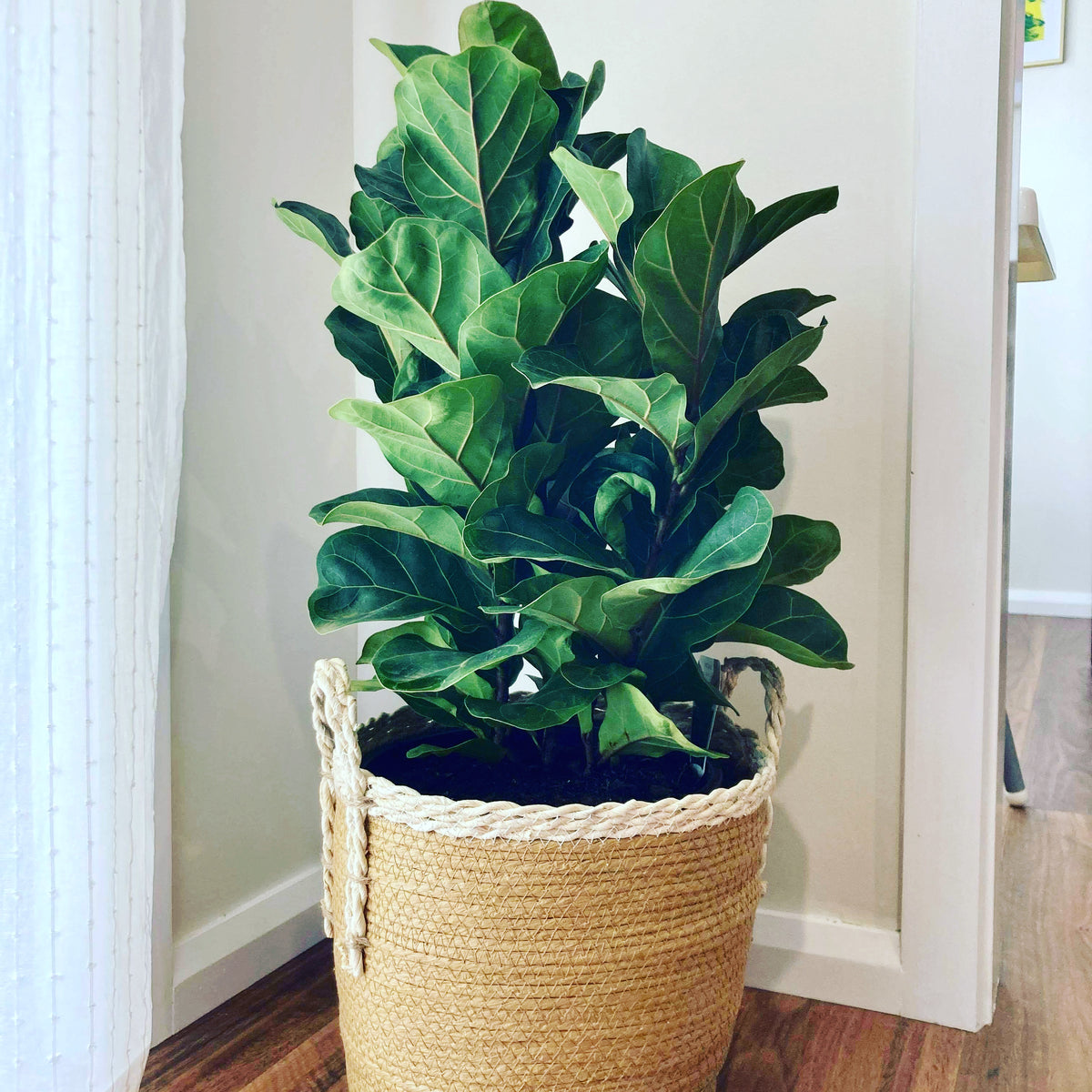 ‘Fiddle Leaf Fig Bambino "multi planted" (Ficus Lyrata Bambino) in a P ...